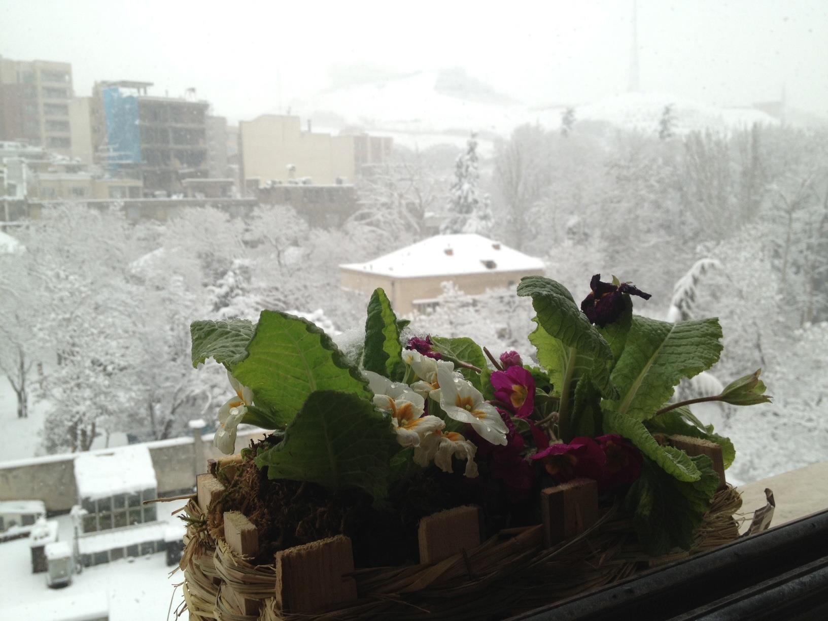 IRTN10.com: Photos: This morning in Velenjak, Tehran